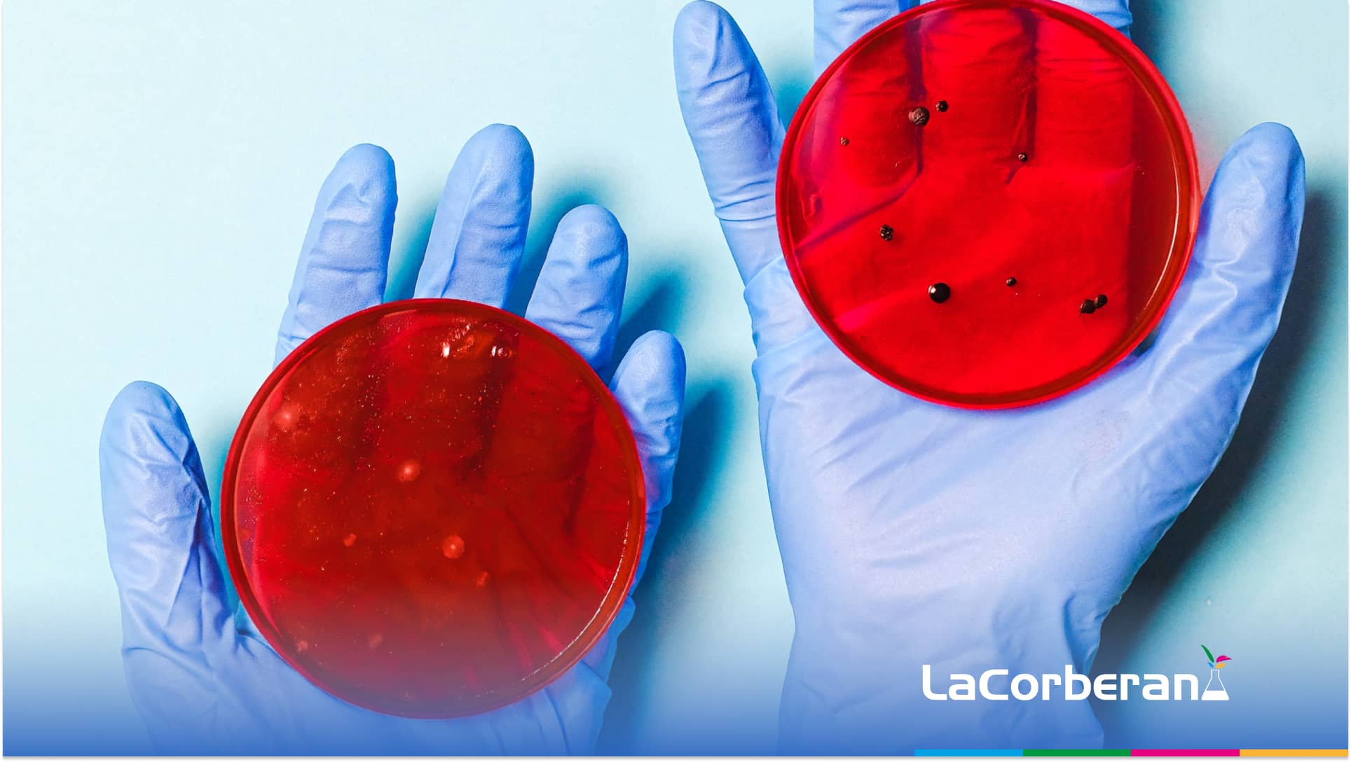 Bactericidas y bacteriostáticos. Qué son y diferencias – lacorberana